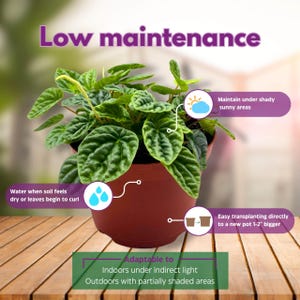 Harmony Foliage Peperomia Silver Dragon Light Green Emerald Ripple 6 ...