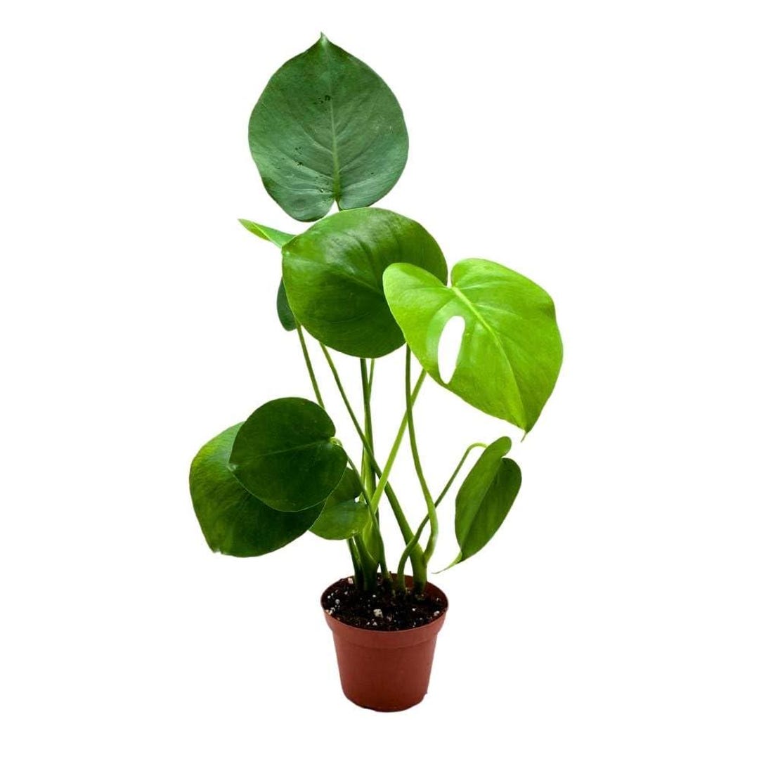 Monstera Deliciosa, 4 Inch Split-leaf Philo, Original Swiss Cheese Philodendron, Minimal Holes ...