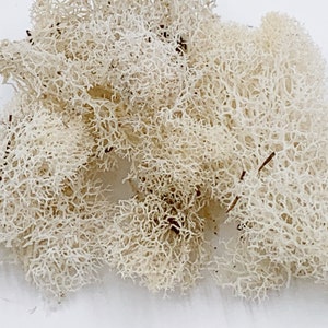 Colorful Moss, Preserved Reindeer Moss, Red Moss, Blue Moss, Purple ...