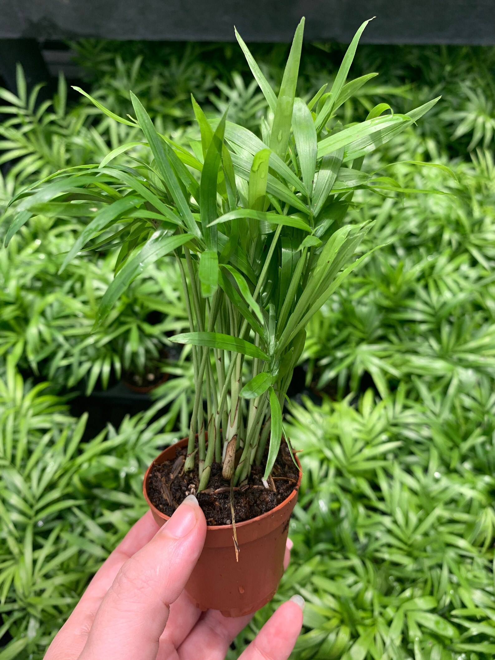 Bamboo Palm Palma Areca Reed Palm Clustered Parlor Palm | Etsy