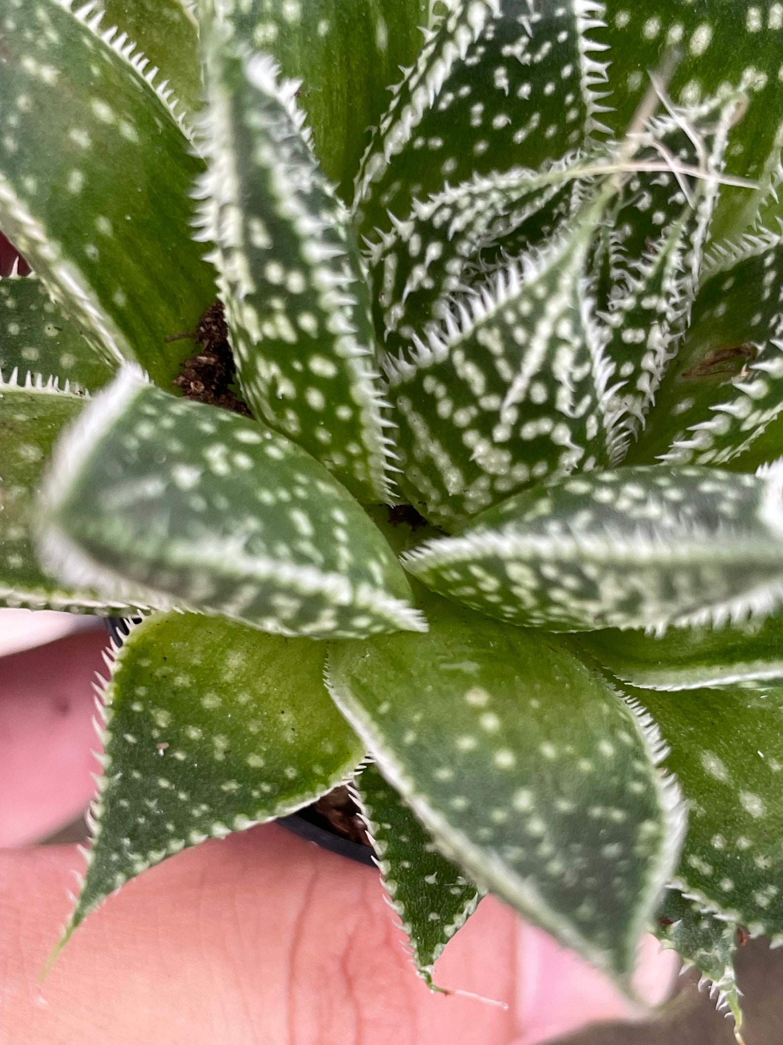 Gasteria Flow Haworthia Variegated Aloe Tiger Aloe Aloe | Etsy