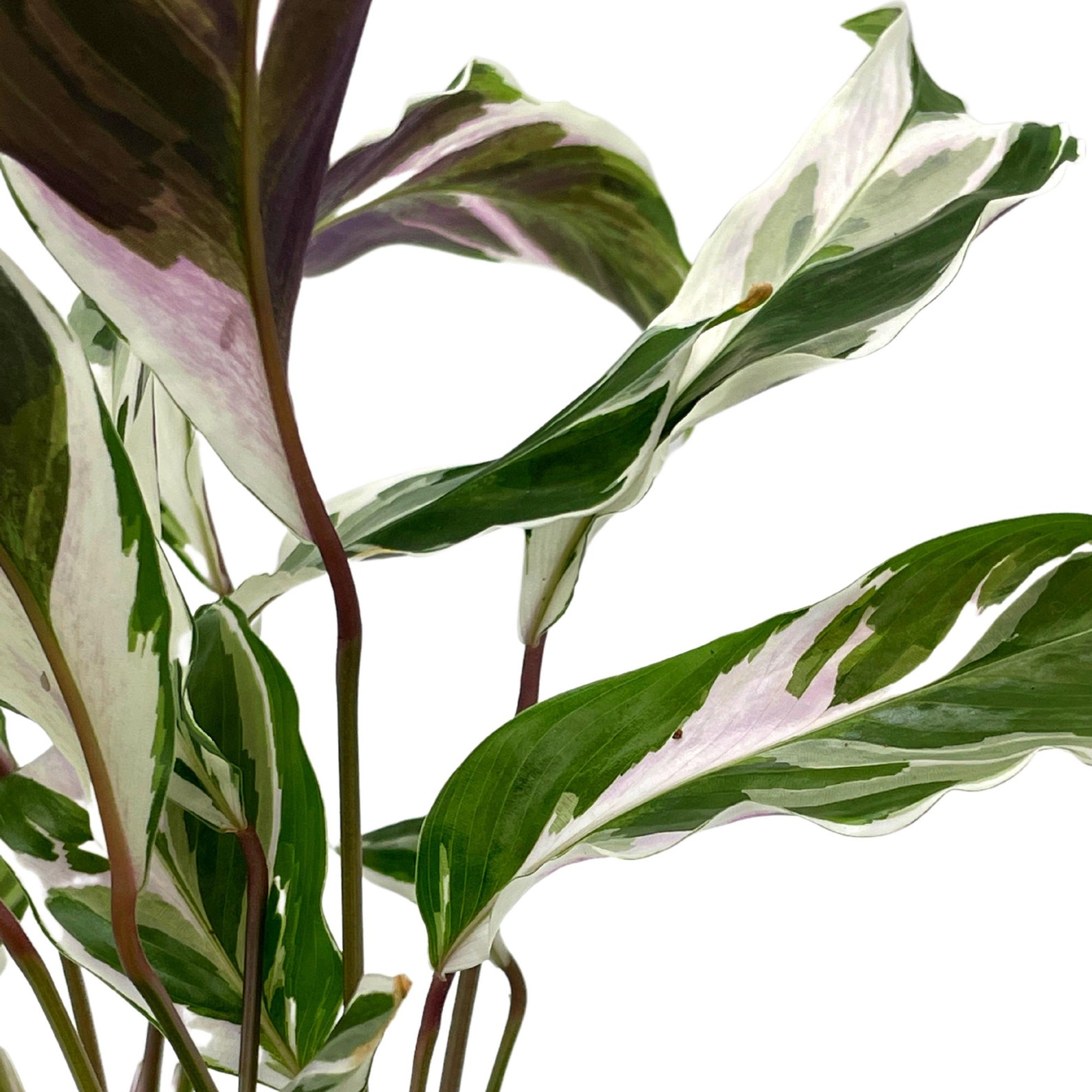 Calathea Stella 4 Inch Rare Variegated Prayer Plant - Etsy