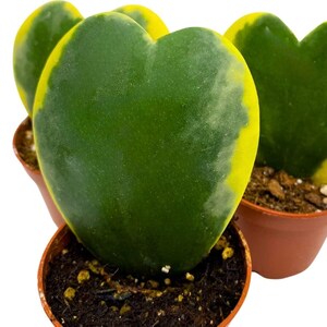 Variegated Hoya Kerrii, 2 Inch Set of 3, Sweetheart Plant Valentine ...