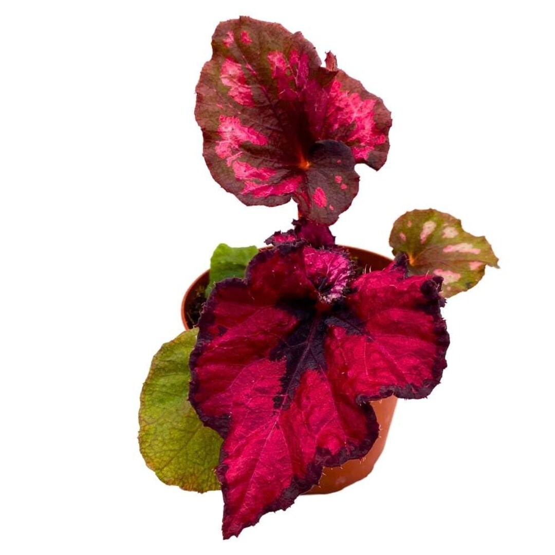 Harmony's Curly Black Beauty Begonia Rex 4 Inch Dark Red and Black - Etsy