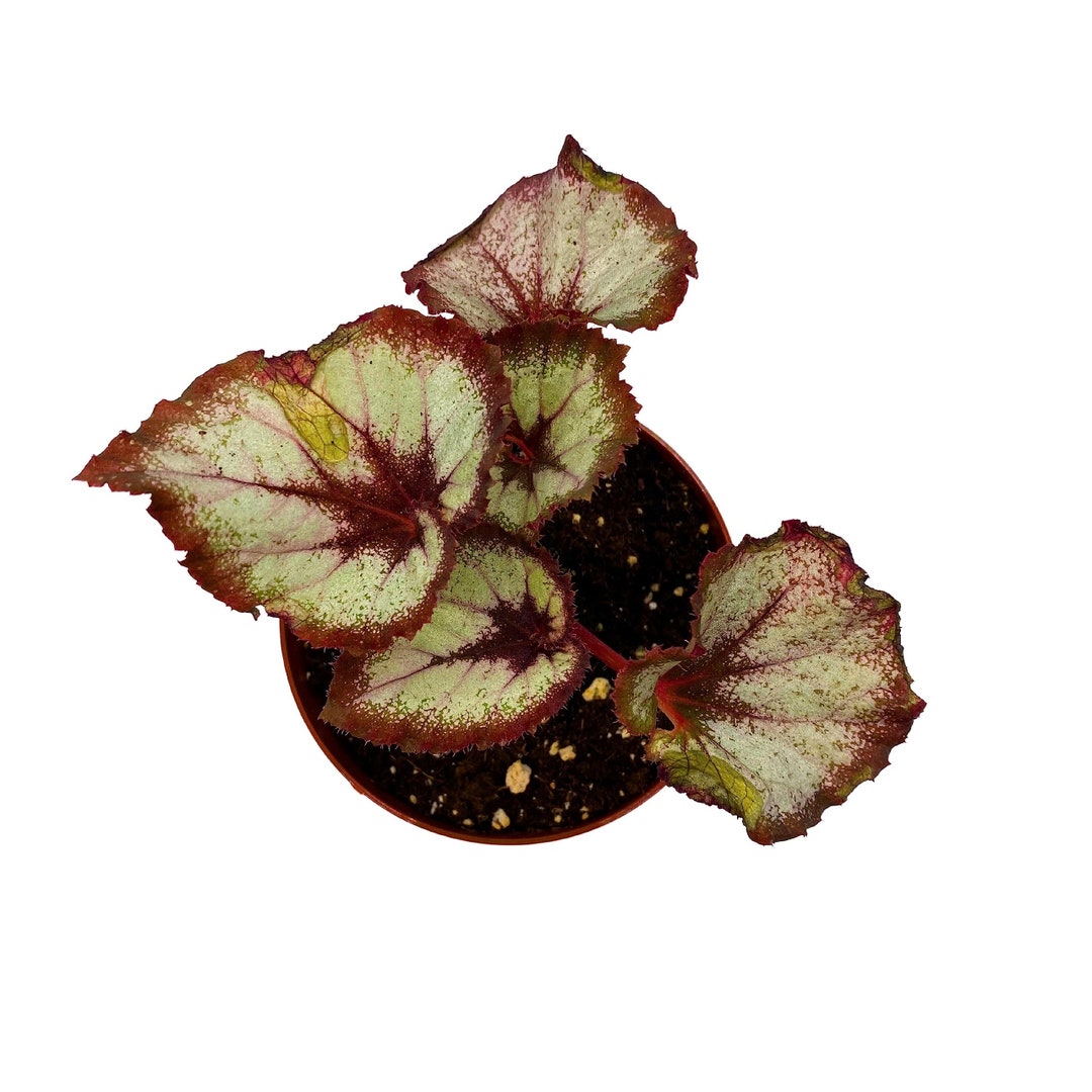 Bubbleblooms Harmony's Vertigo Begonia, Spiral-leaf Begonia, Begonia ...