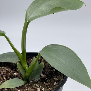 Philodendron Silver Sword 4 Inch Pot Philo Selloum | Etsy