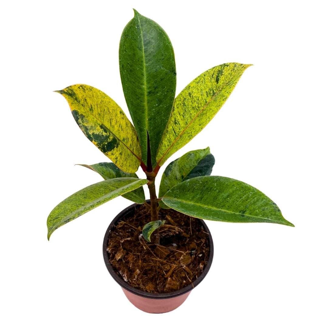 Ficus Moonshine Shivereana, 4 Inch, Variegated Rubberplant, Splash ...