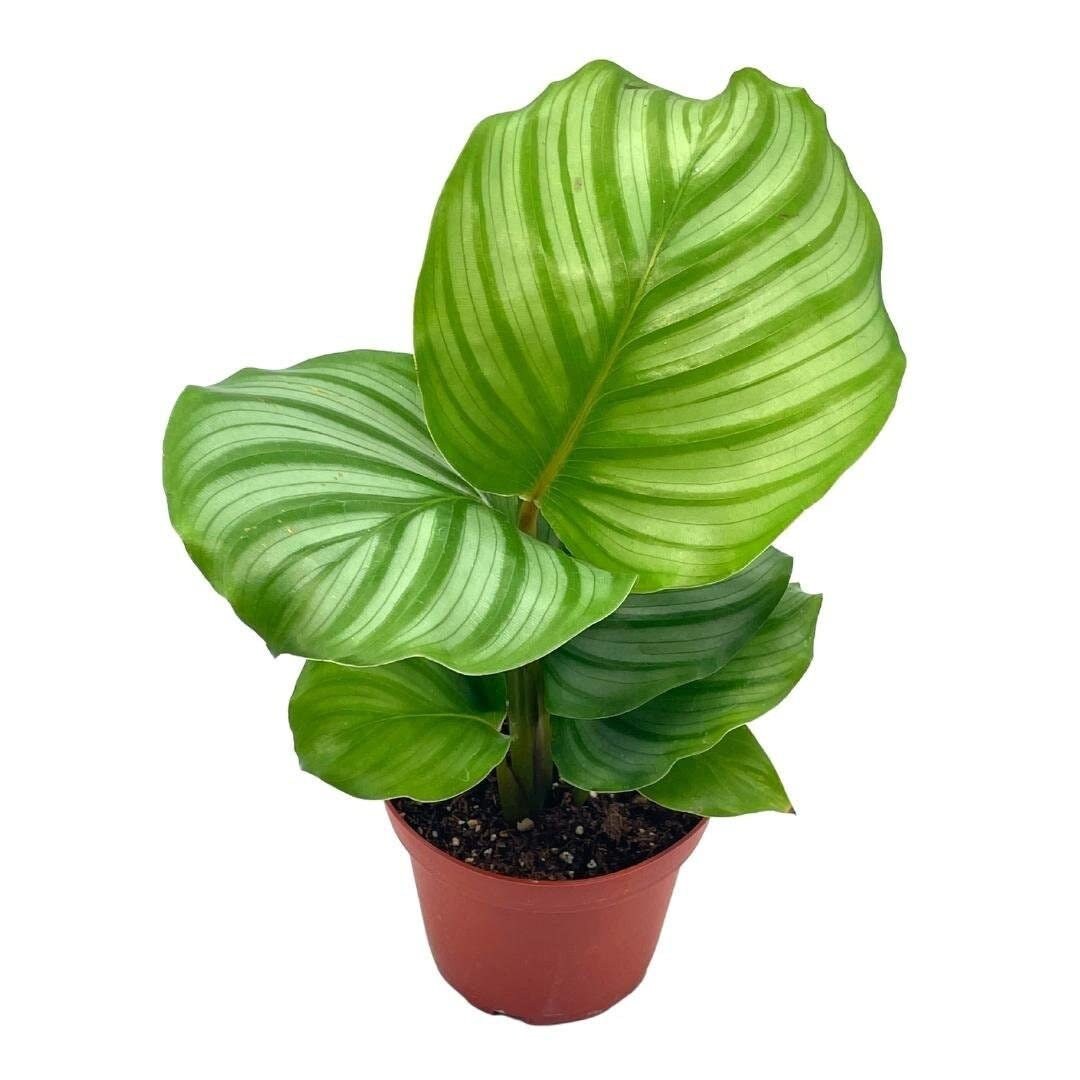 Calathea Orbifolia, 4 Inch, Round-leaf Calathea, Peacock Plant - Etsy