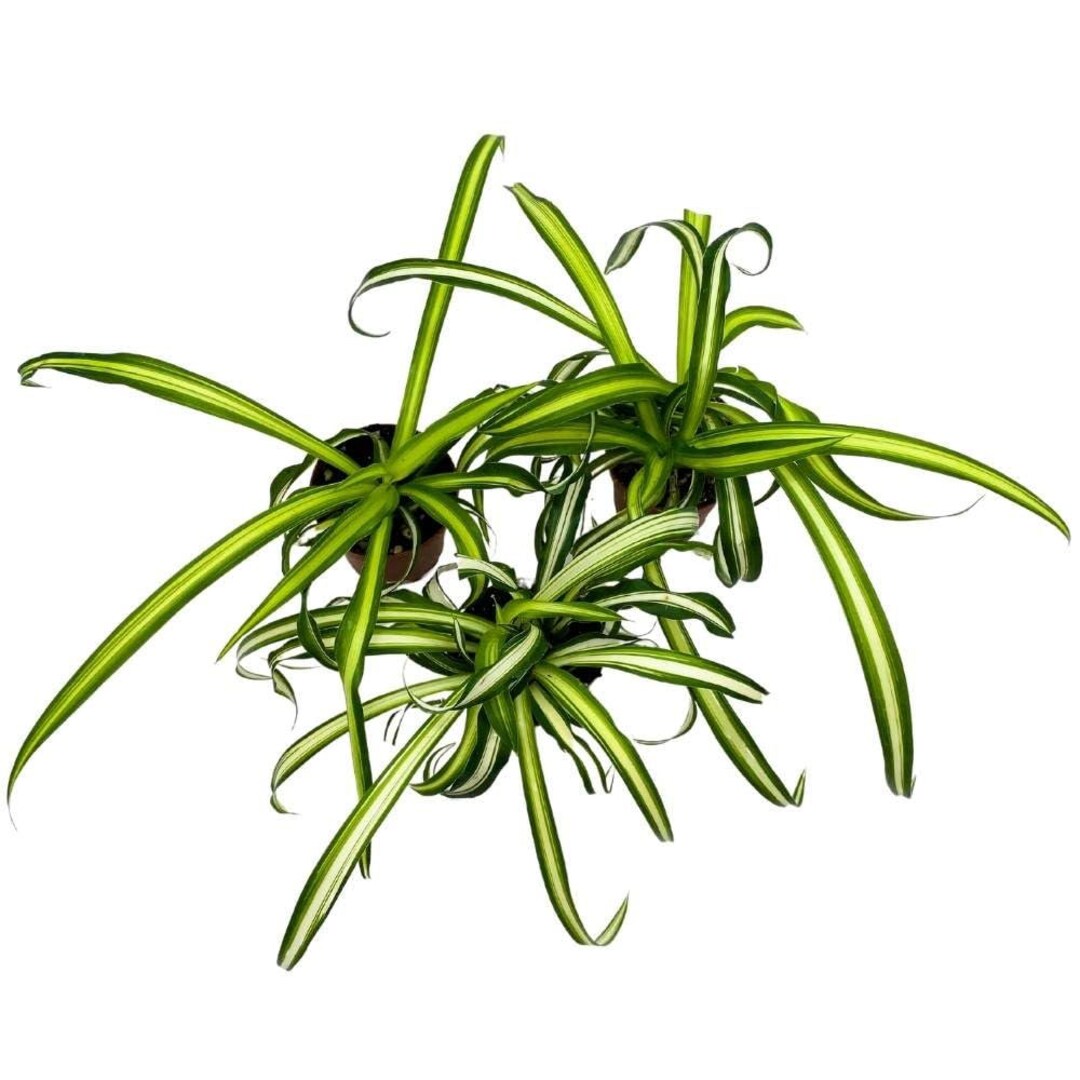 Spider Plant Chlorophytum Comosum, 2 Inch Set of 3, Tiny Mini Pixie ...