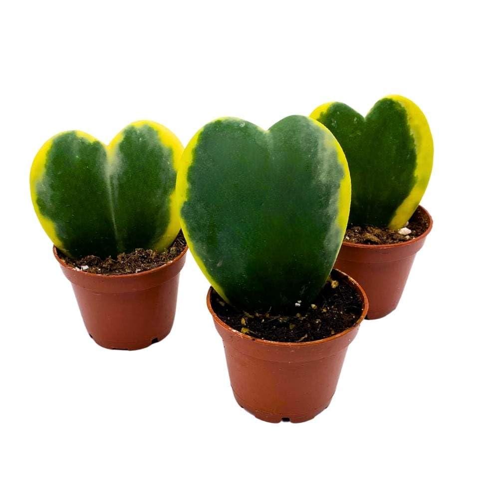 Variegated Hoya Kerrii, 2 Inch Set of 3, Sweetheart Plant Valentine ...