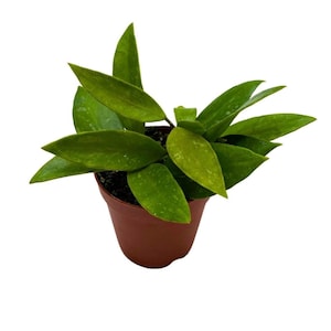 Bubbleblooms Hoya Gracilis, in a 2 Inch Pot Tiny Mini Pixie Plant - Etsy