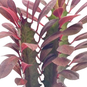 African Milk Tree, Euphorbia Trigona 4 Inch Pot, Red Original Color ...