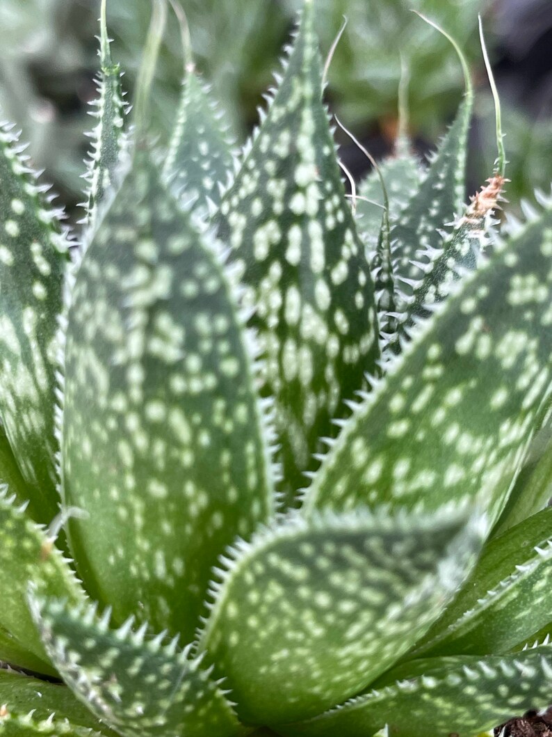 Gasteria Flow Haworthia Variegated Aloe Tiger Aloe Aloe | Etsy