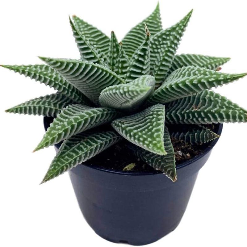 Aloe Plant - Etsy