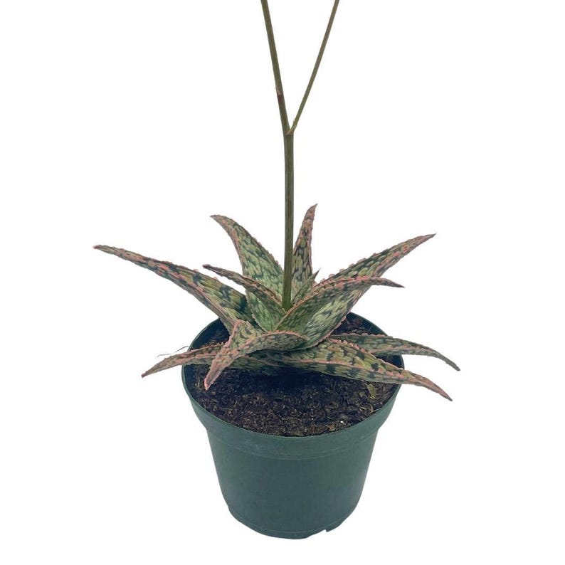 White Aloe, Aloe Rauhii Reynolds, Snowflake Aloe, Flowering Blooming ...