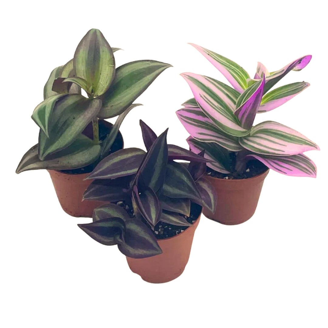 Wandering Jew Assortment, Tradescantia Variety, 2 Inch, Set of 3 Tiny ...