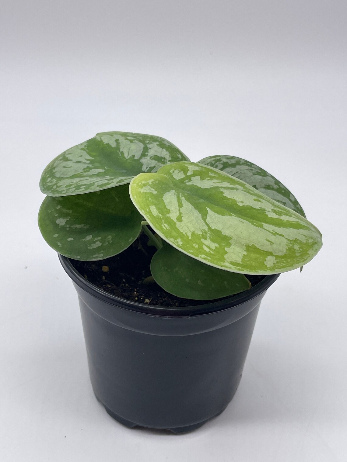 Satin Pothos Silver Vine Silver Cloud Silk Pothos Silver | Etsy