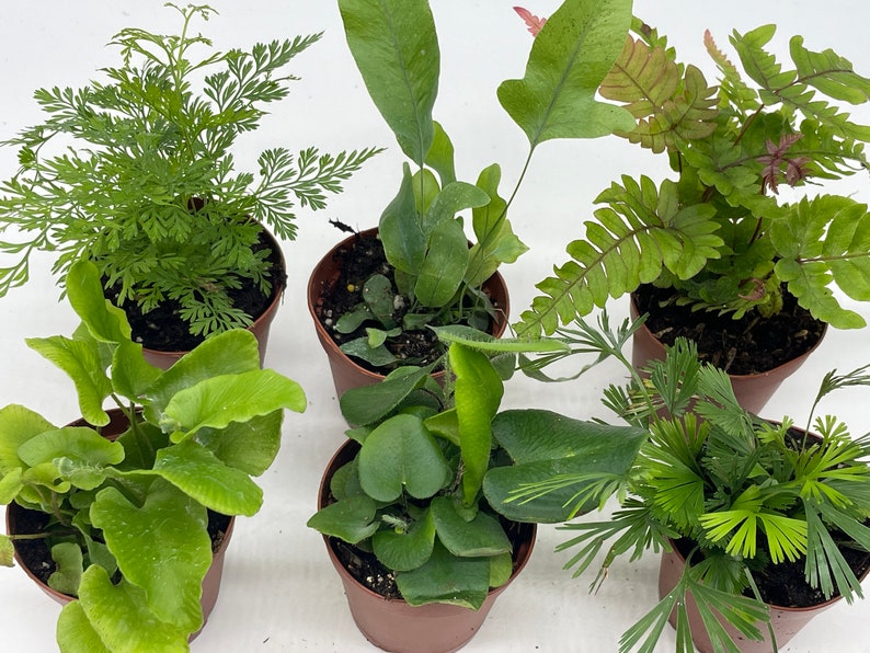 Fern Variety Assortment 6 Different Fern Plants in 2 Inch - Etsy
