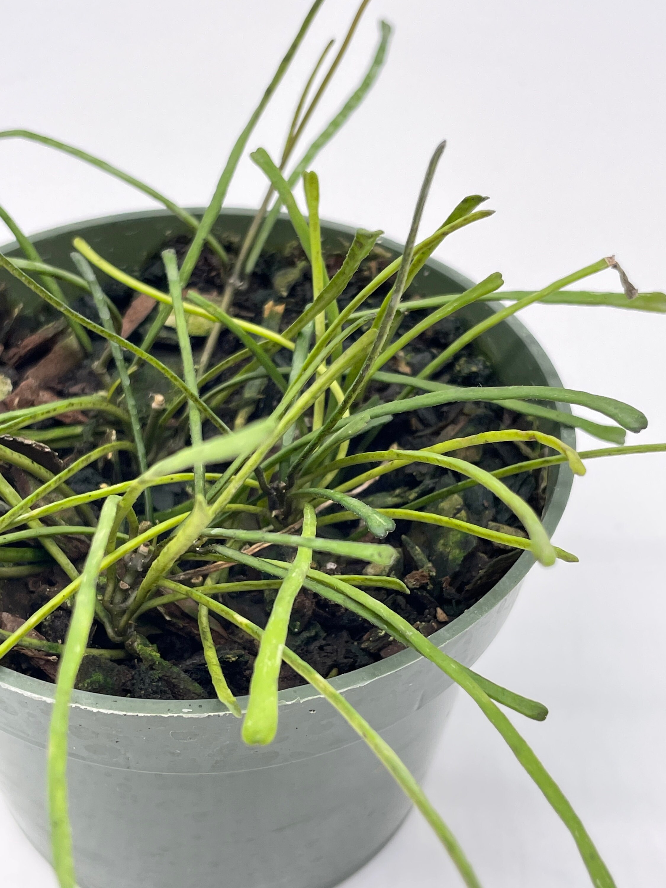 Hoya Retusa 4 Inch Fuzzy Stems Curtain Hoya Wax Plant Wax - Etsy