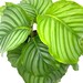 Calathea Orbifolia, 6 Inch, Round-leaf Calathea, Peacock Plant - Etsy