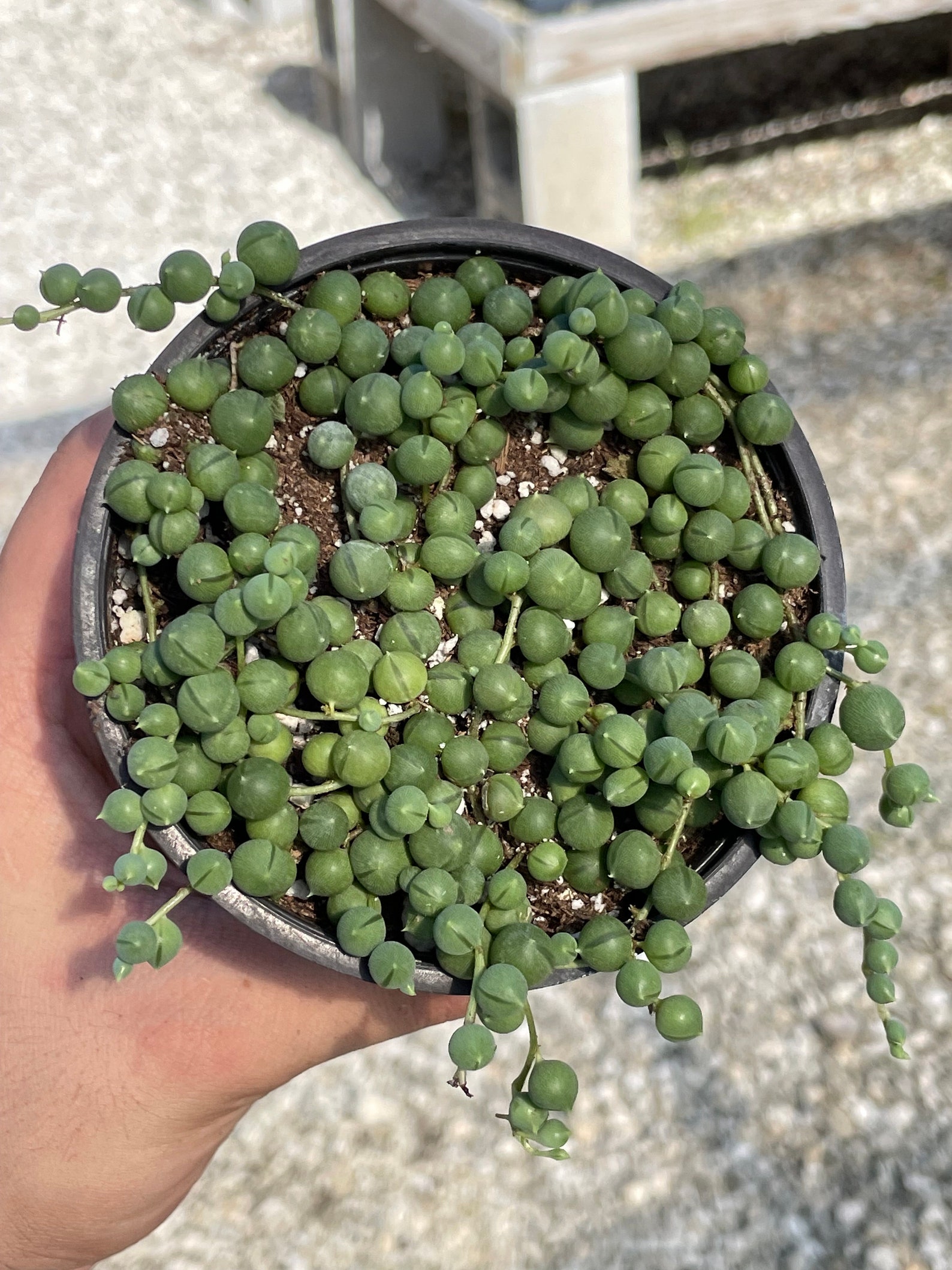 String of Pearls Senecio Rowleyanus 4 Inch String of Peas - Etsy