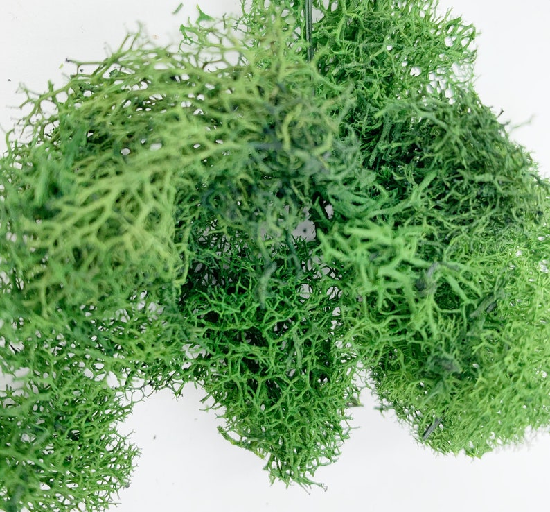 Colorful Moss Preserved Reindeer Moss Red Moss Blue Moss | Etsy