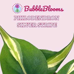 Philo Silver Stripe, 4 Inch Variegated Philodendron Hederaceum Cordatum ...