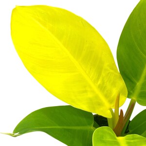 Philodendron Moonlight, 4 Inch Imperial Gold, Lime Philo - Etsy