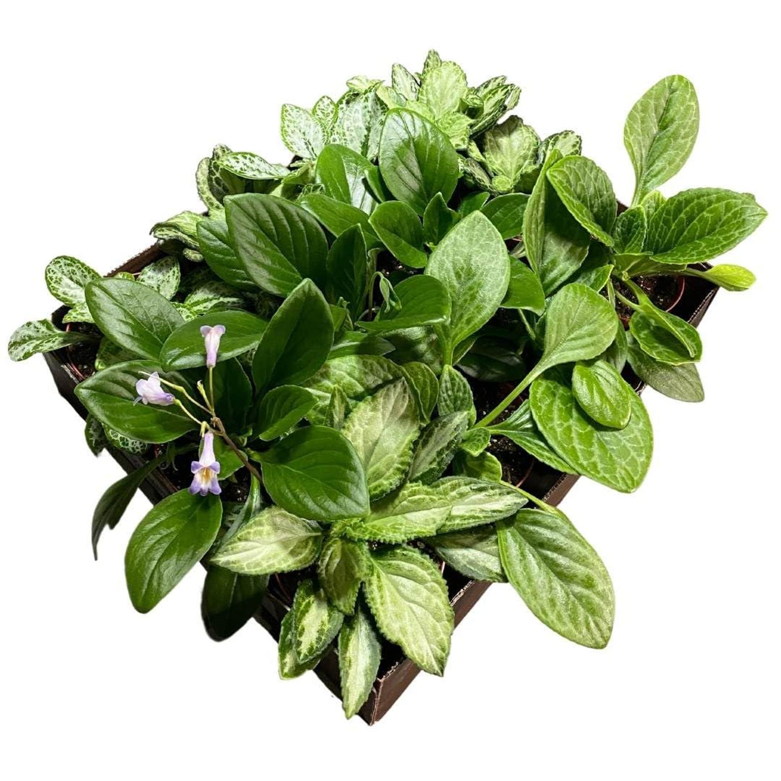 Harmony Foliage Primulina Chirita in 6 Inch Pots 6-pack Bulk Wholesale ...