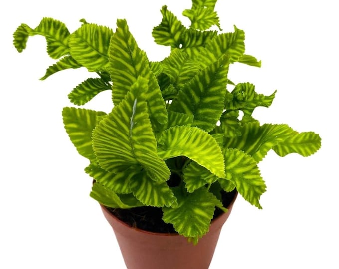Bubbleblooms Golden Zebra Fern 4 Inch Coniogramme Emeiensis - Etsy