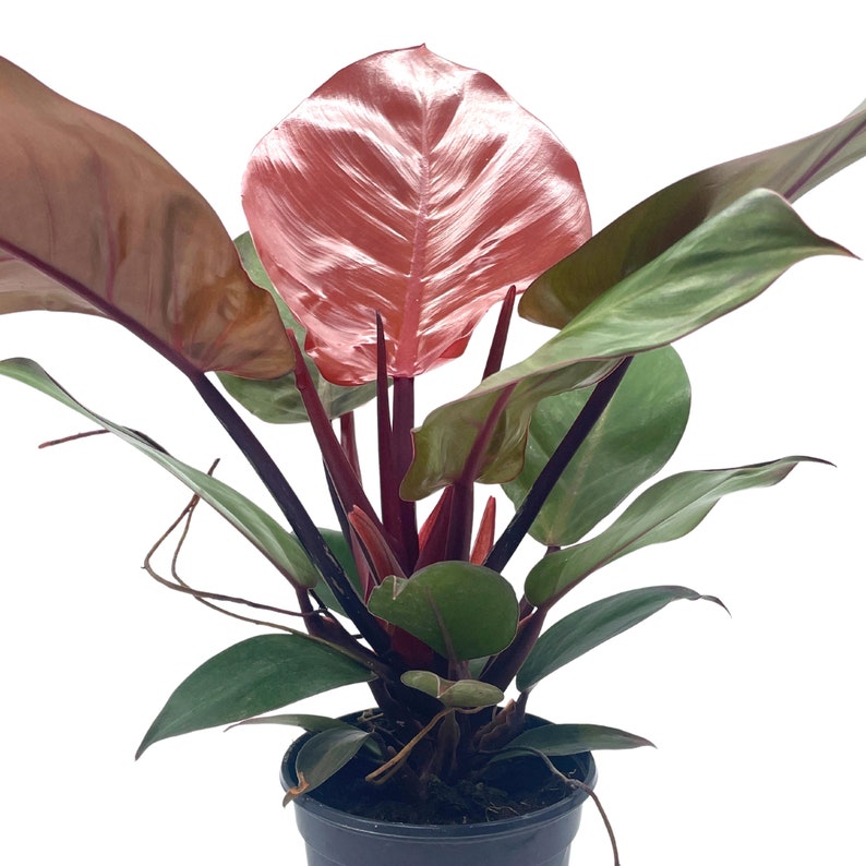 Philodendron Mccolley's Finale 4 Inch Bright Red Philo - Etsy