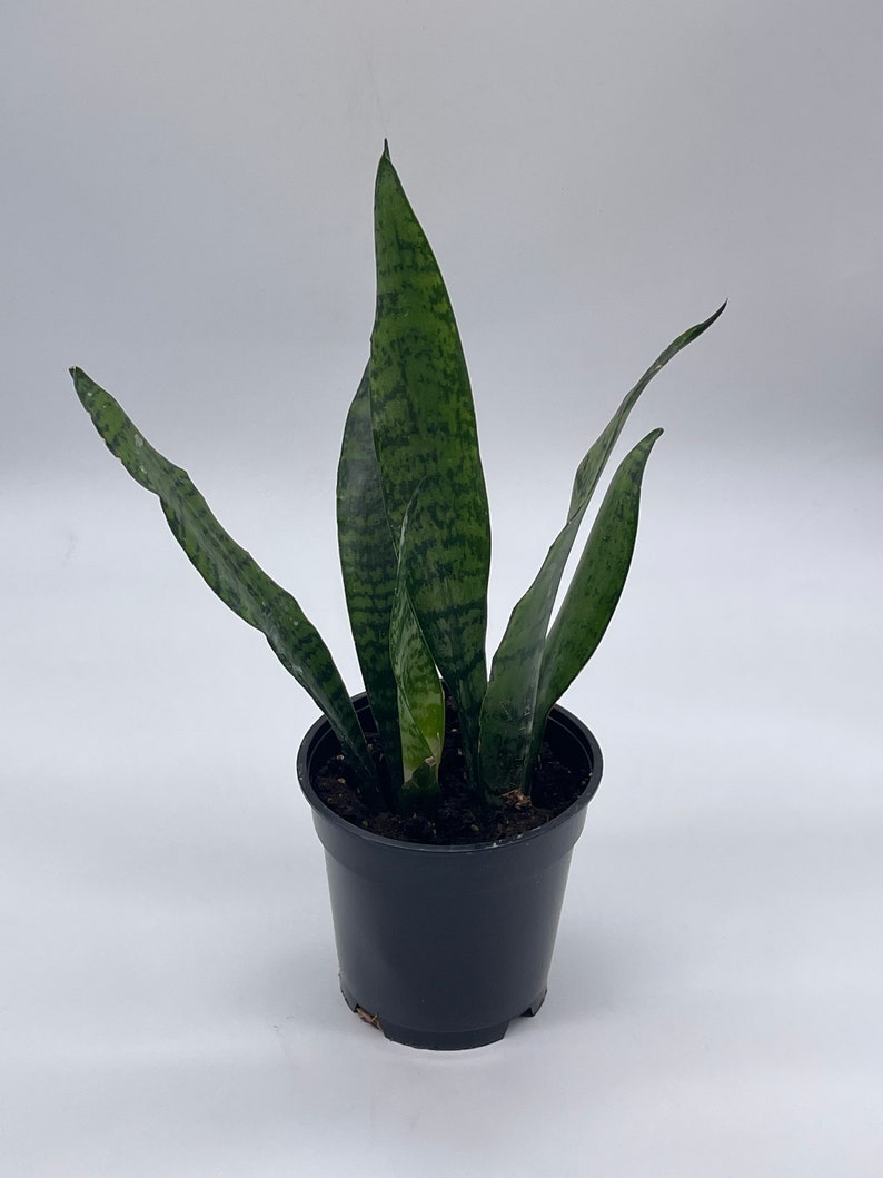 Variegated Snake Plant 4 Inch Green Dracaena Trifasciata Etsy