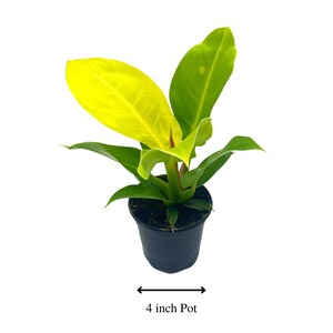 Philodendron Moonlight, 4 Inch Imperial Gold, Lime Philo - Etsy