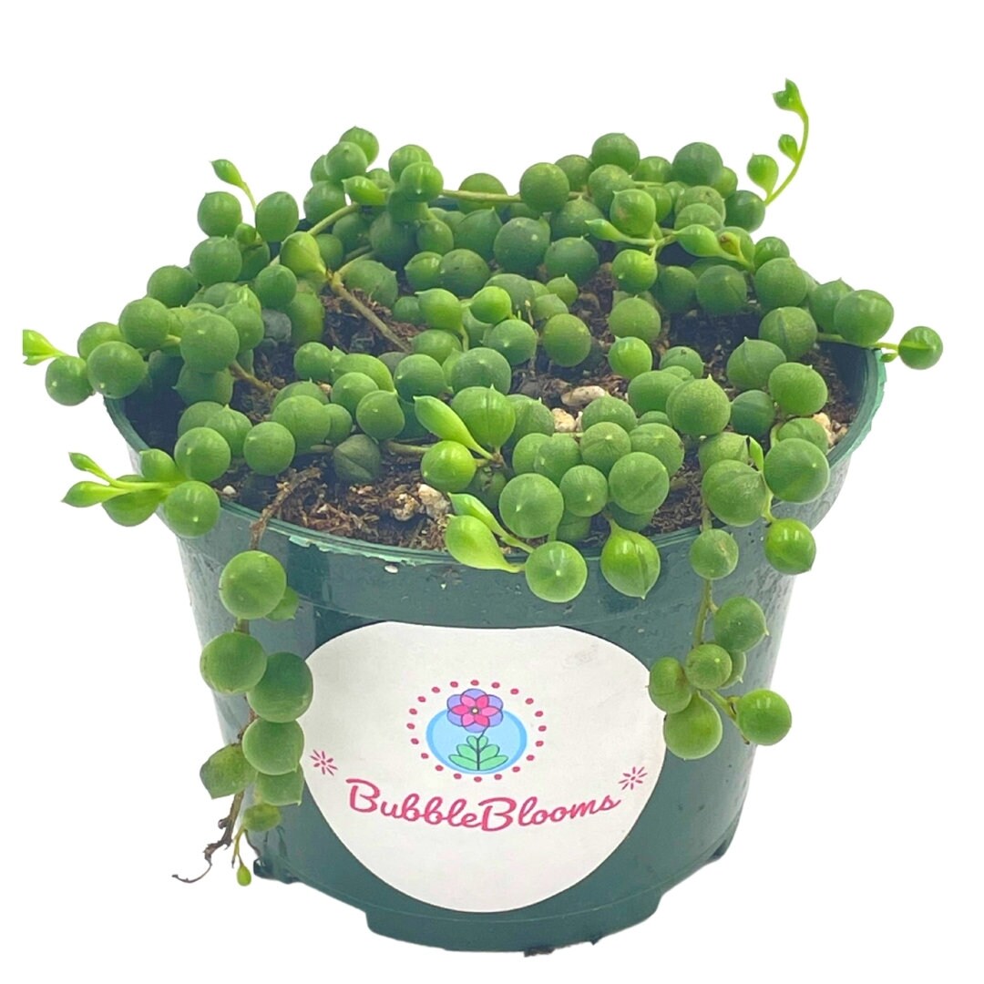 String of Pearls Senecio Rowleyanus 4 Inch String of Peas - Etsy