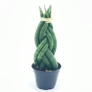Sansevieria Snakeplant Variety Bundle, Braided Cylindrica Dragon ...