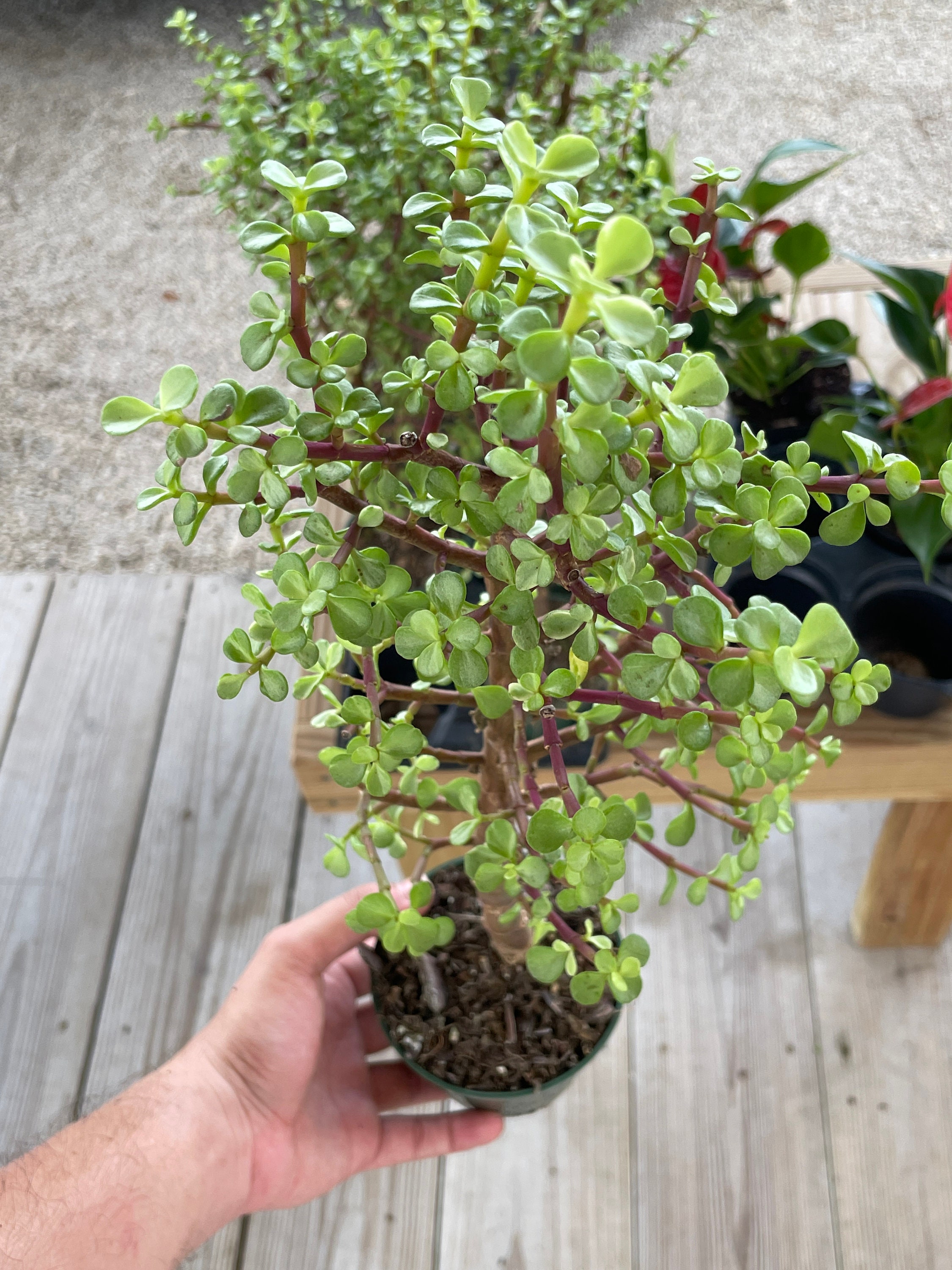 Plants Portulacaria afra Rainbow Bush Variegated Elephant Bush Floral ...