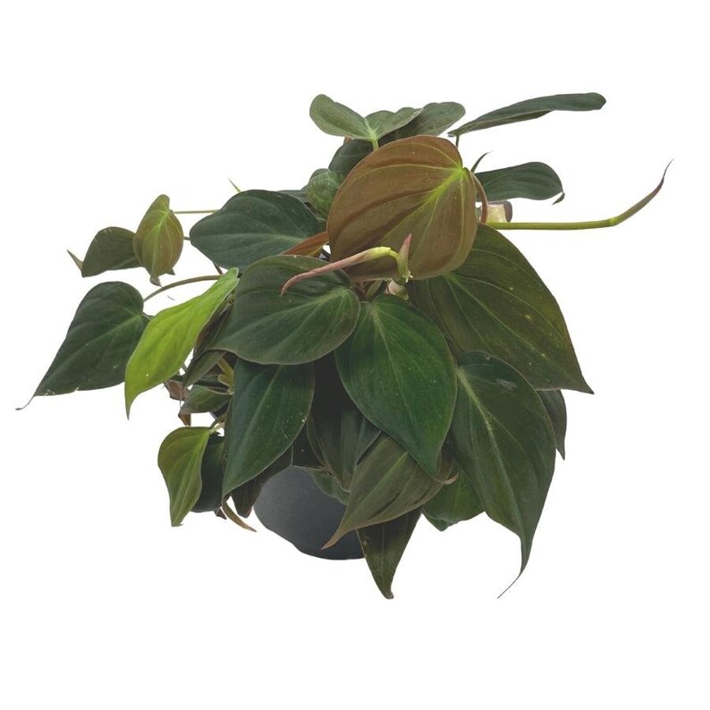 Philodendron Micans 6 Inch Velvet Leaf Philo Hederaceum - Etsy