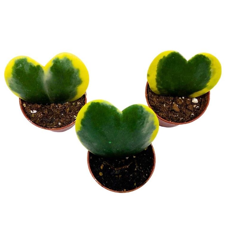 Variegated Hoya Kerrii, 2 Inch Set of 3, Sweetheart Plant Valentine ...