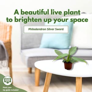 Philodendron Silver Sword, 4 Inch Pot, Philo Selloum, Erythrinum ...