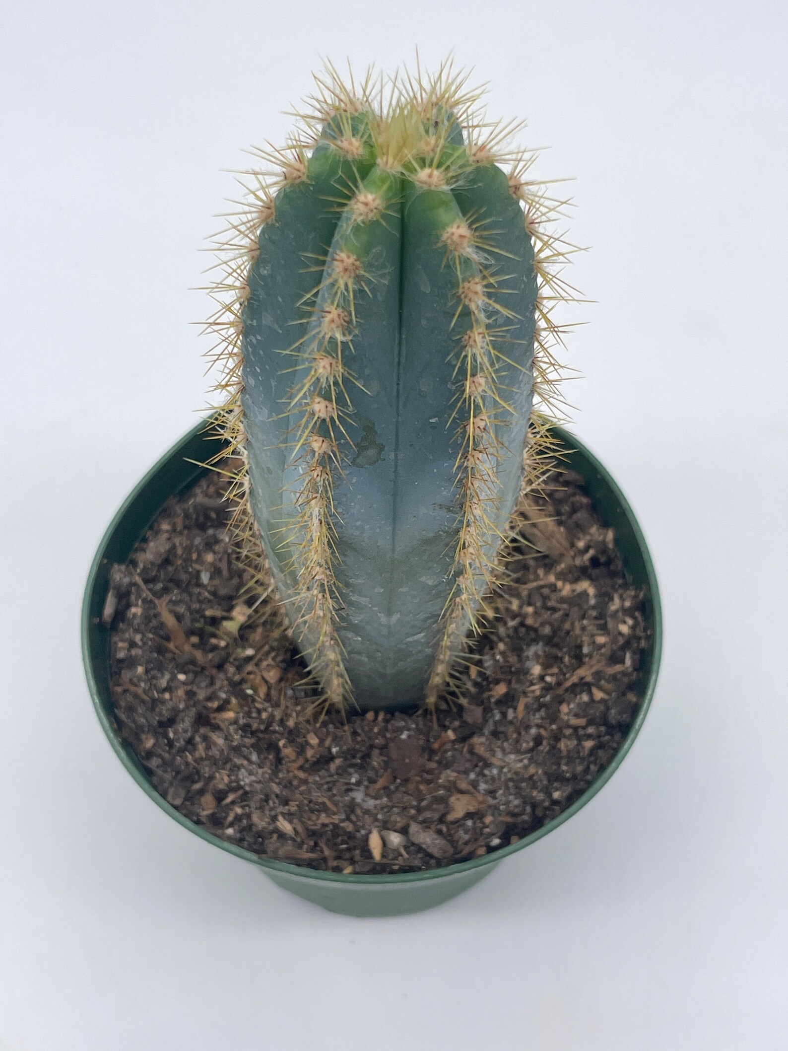 Blue Columnar Cactus Pilosocereus Pachycladus Cacti Column - Etsy