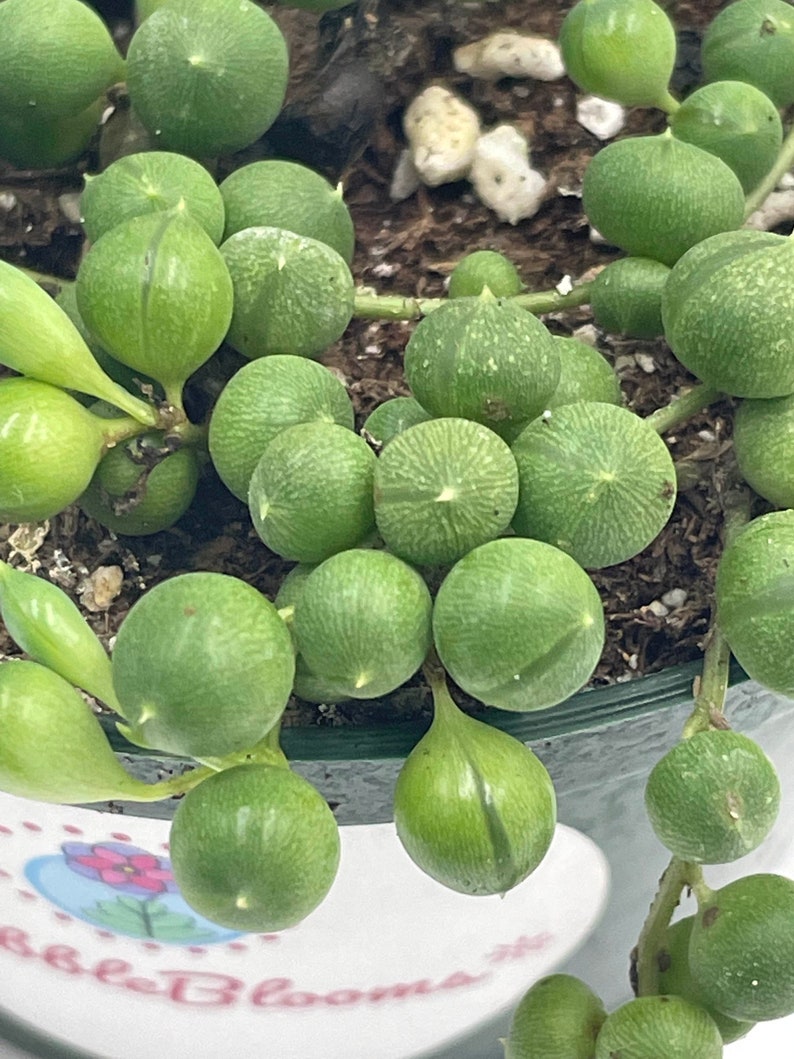 String of Pearls Senecio Rowleyanus 4 Inch String of Peas - Etsy