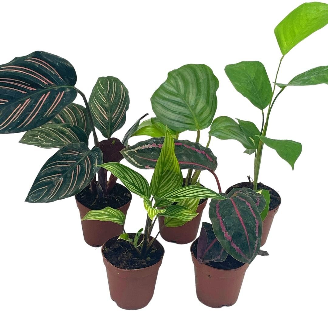 Calathea Assortment Set, 2 Inch Pots, 5 Different Prayer Plants ...