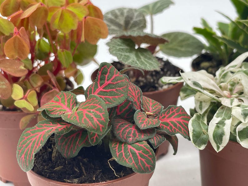 Premium Foliage Assortment, Colorful Fern Set, Growers Choice, Always ...