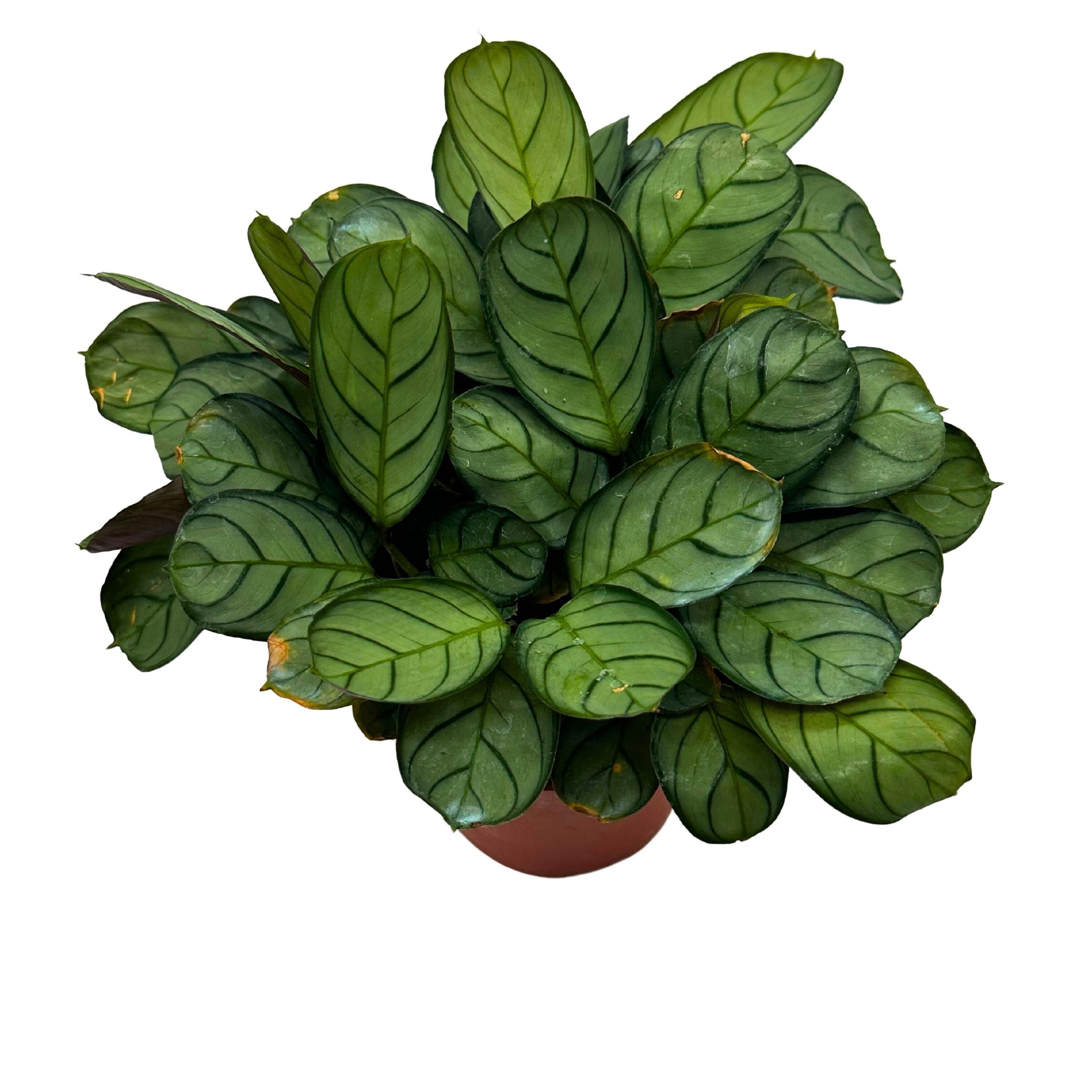 Calathea Burle Marxii 4 Inch Fishbone Prayer Plant Ctenanthe - Etsy