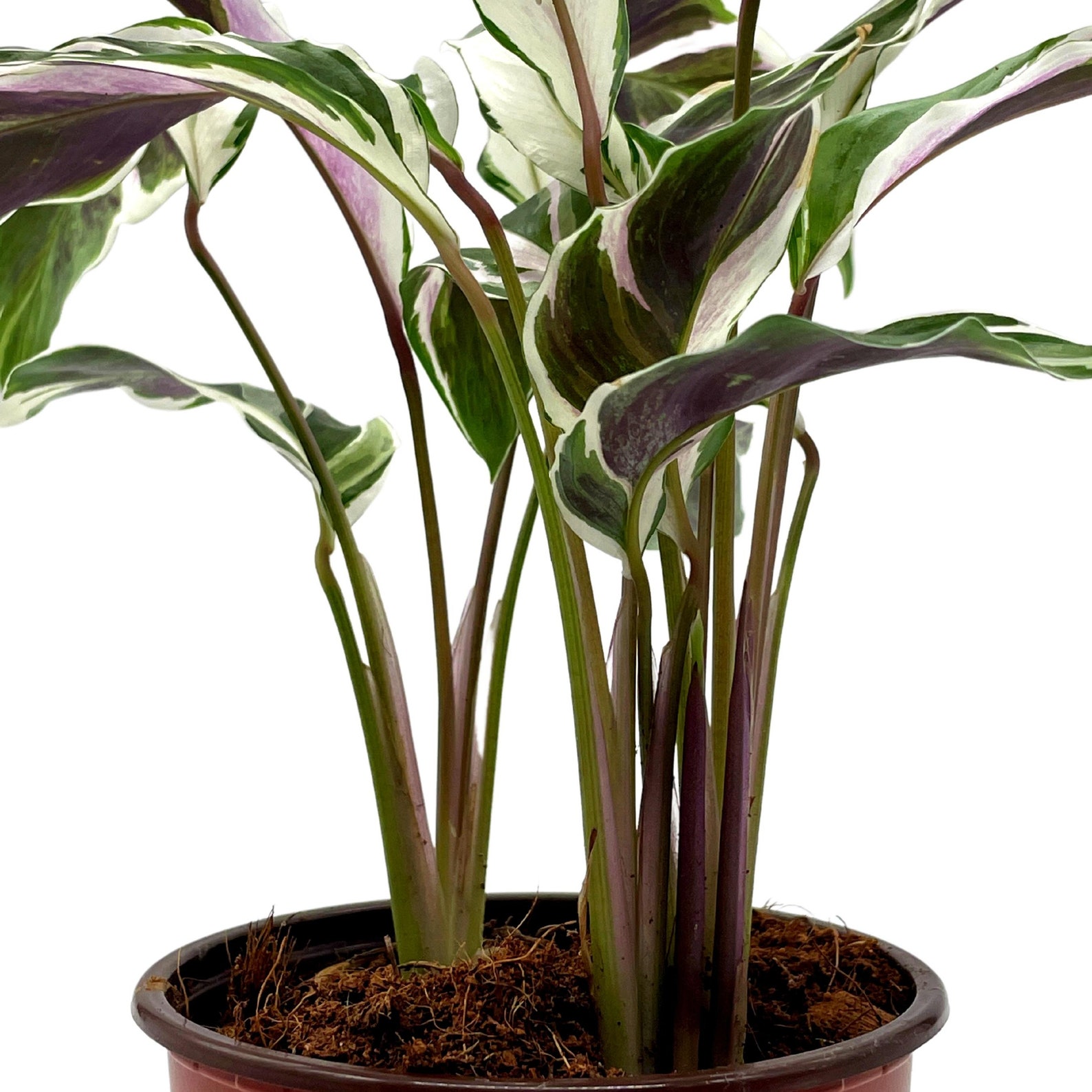 Calathea Stella 4 Inch Rare Variegated Prayer Plant - Etsy