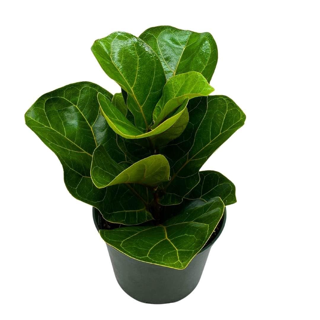 Fiddle-leaf Fig, Ficus Lyrata, Banjo Fig in 6 Inch Pot - Etsy