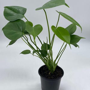 Monstera Deliciosa, Split Leaf Philodendron, Huge Very Well Grown in 4 ...