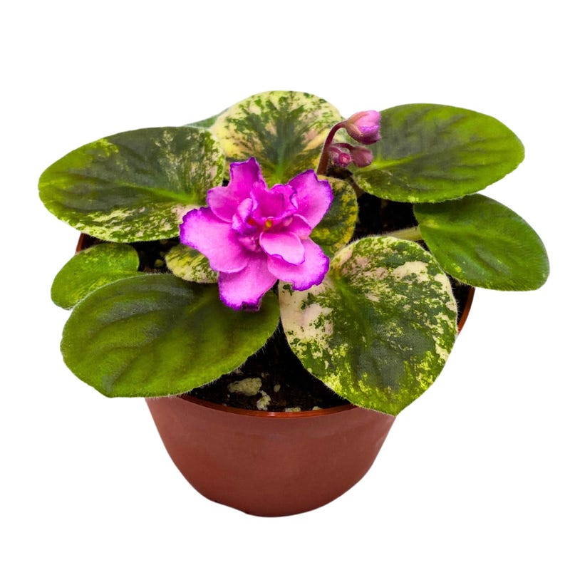 Variegated African Violet - Etsy
