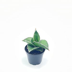 Sansevieria Snakeplant Variety Bundle, Braided Cylindrica Dragon ...