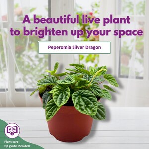 Harmony Foliage Peperomia Silver Dragon Light Green Emerald Ripple 6 ...